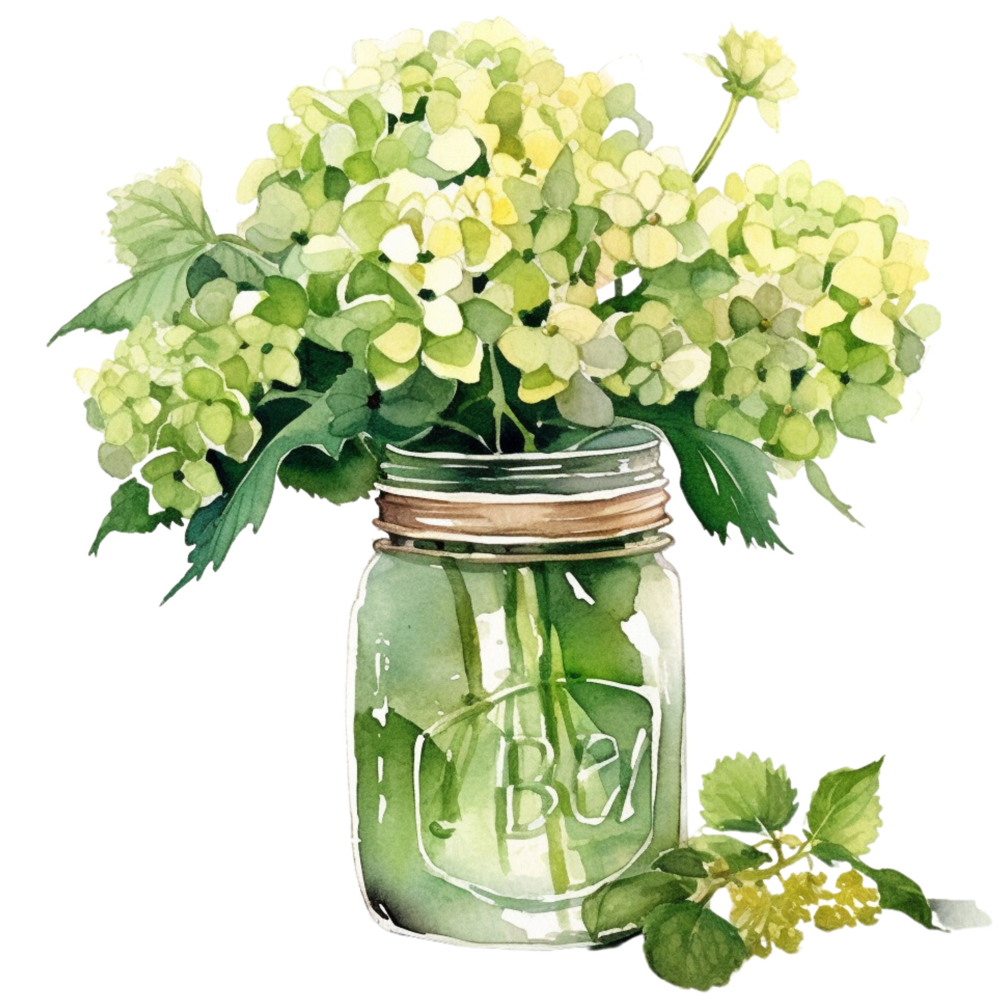 Green Hydrangea Clipart Bundle High-resolution PNG Files - Etsy