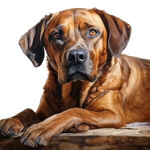 Rhodesian Ridgeback Clipart Bundle - Adorable Dog Illustrations, PNG ...