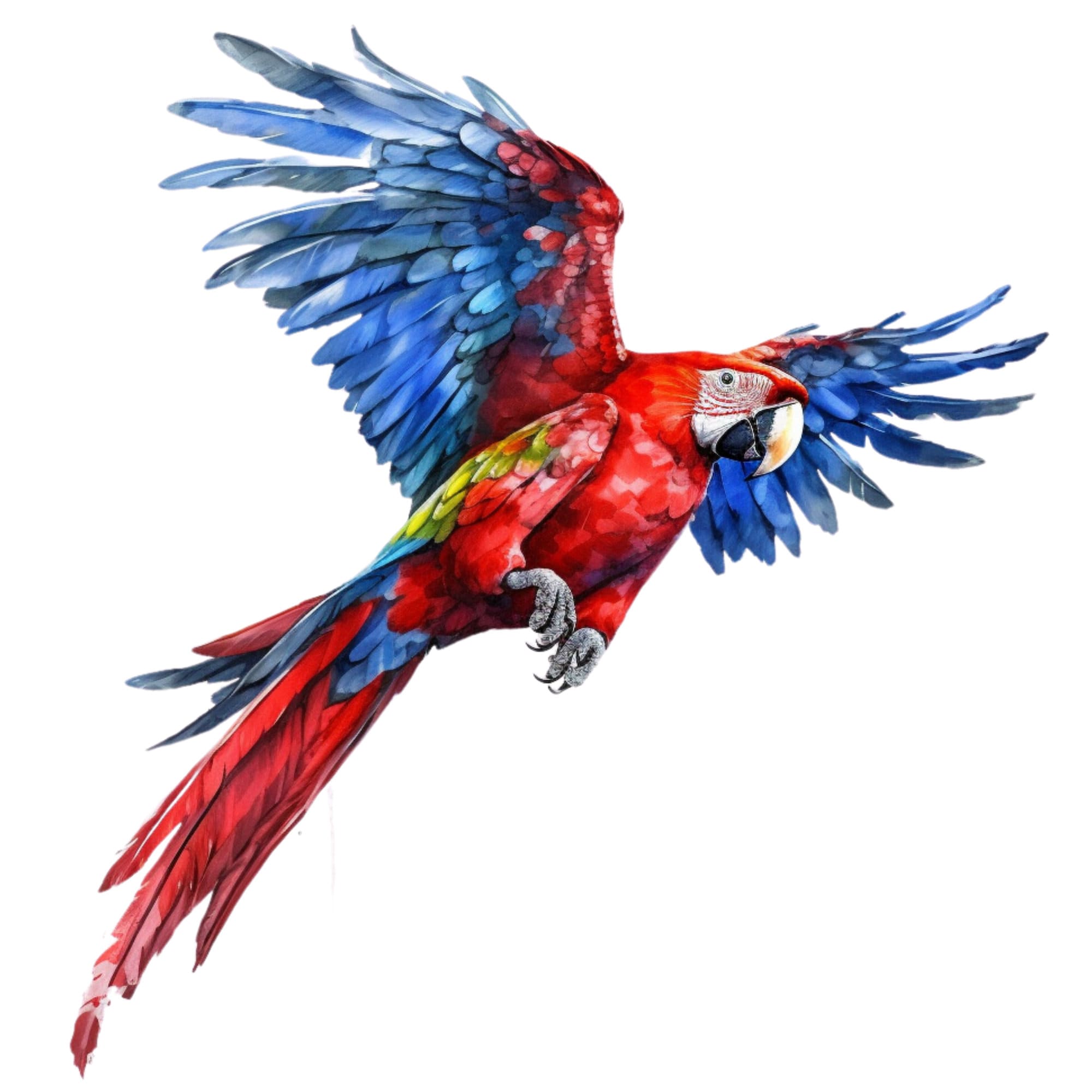 Scarlet Macaw Clipart Collection PNG Scarlet Macaw Clipart - Etsy