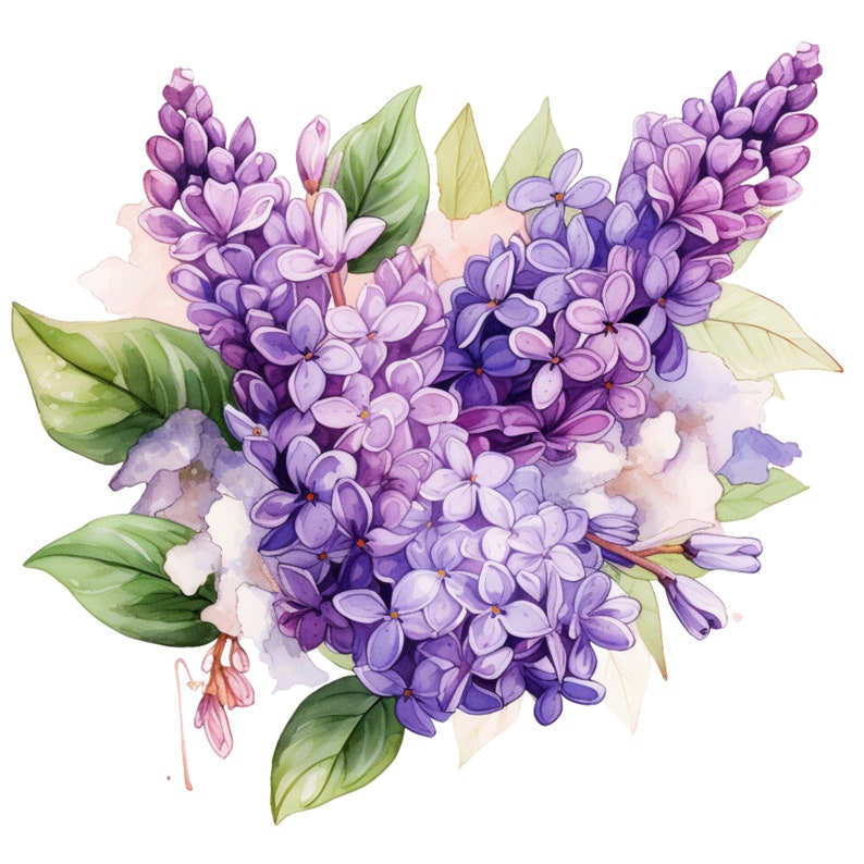 Lilac Clipart in Lovely Lilacs Watercolor Collection Lilac - Etsy