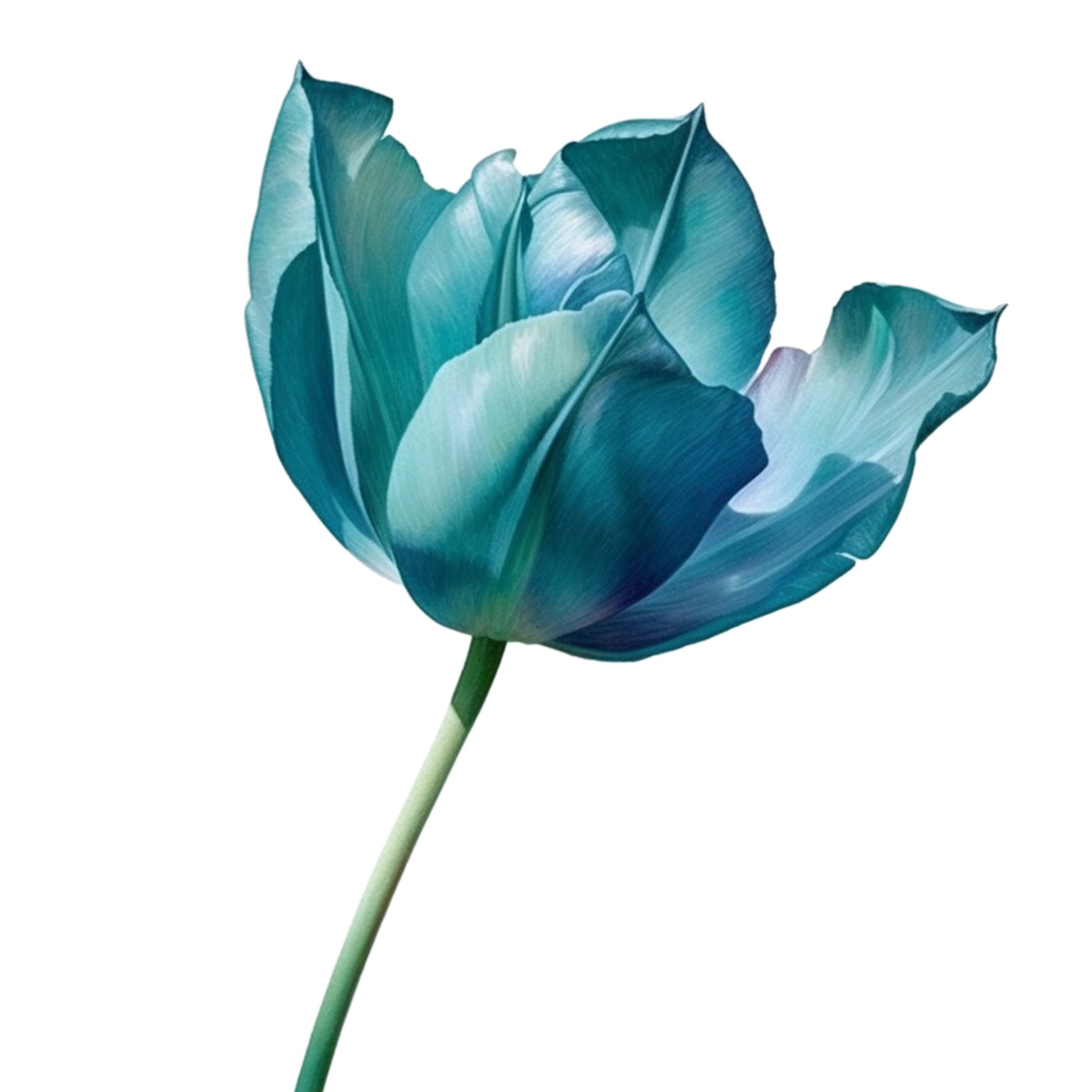 Teal Tulip Clipart Bundle High-quality PNG Files Instant - Etsy