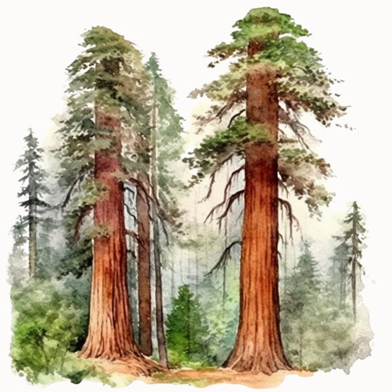 Redwood Tree Clipart Collection PNG Graphics Perfect for DIY - Etsy
