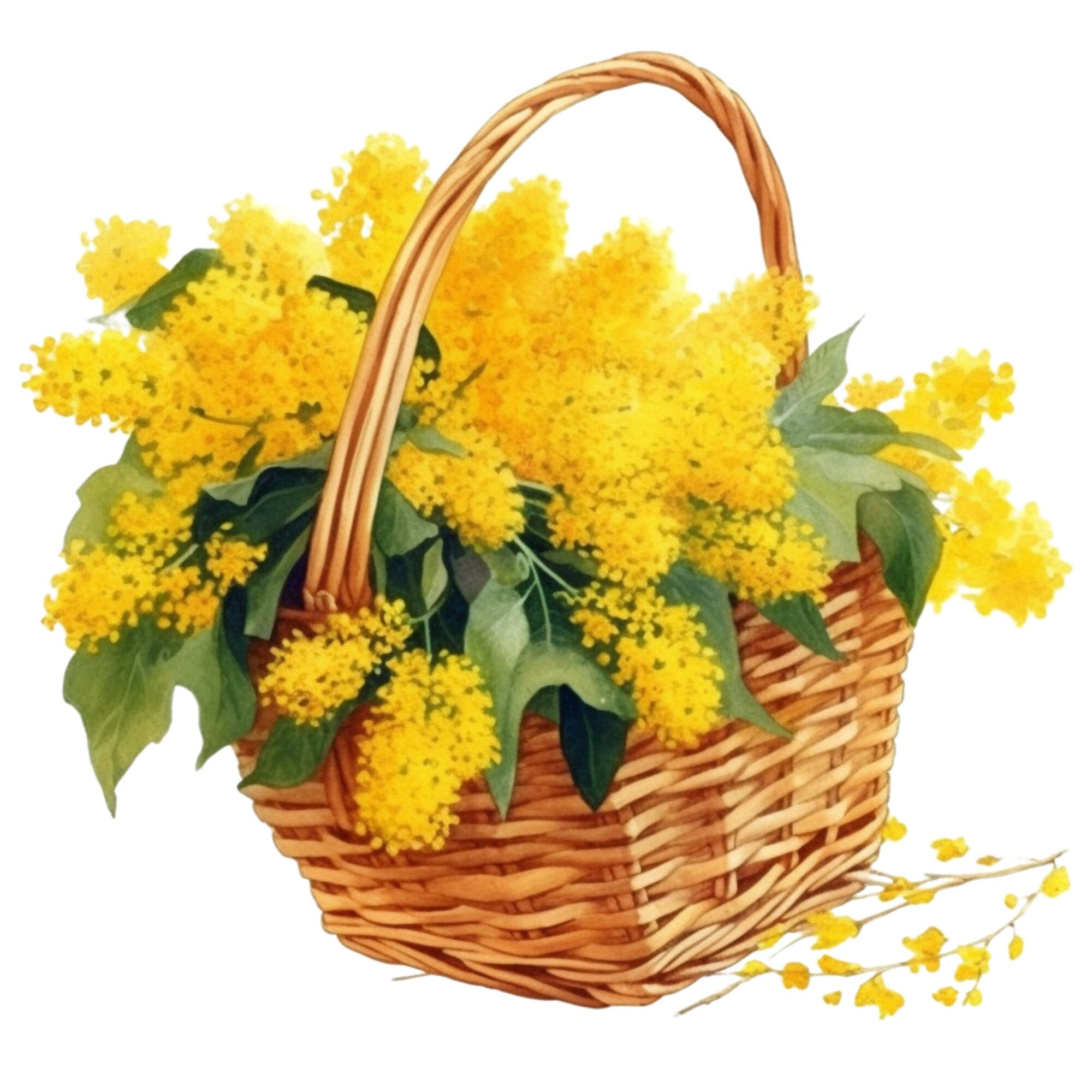Yellow Elder Clipart Bundle High-quality PNG Files Instant - Etsy