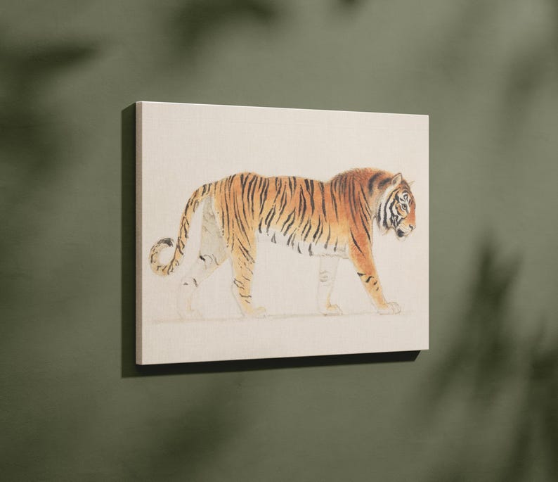 Stothard Tiger Animal Illustration Watercolor Painting Framed Canvas ...