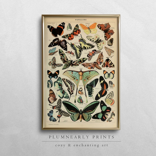 Vintage Entomology Print - Etsy