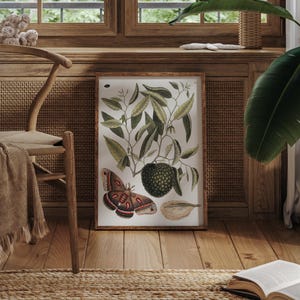 Monarch Butterfly and Cherimoya Fruit Illustration Art Print Poster ...