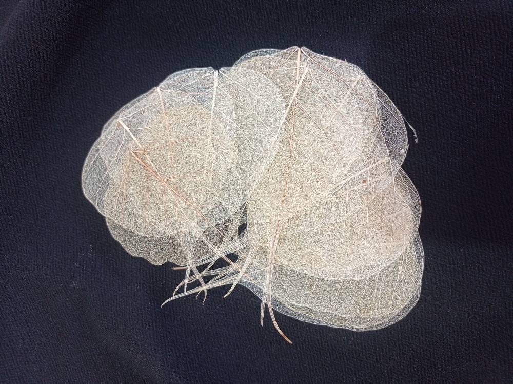 This is the Handmade Beautiful Natural Leaf Skeleton - Etsy