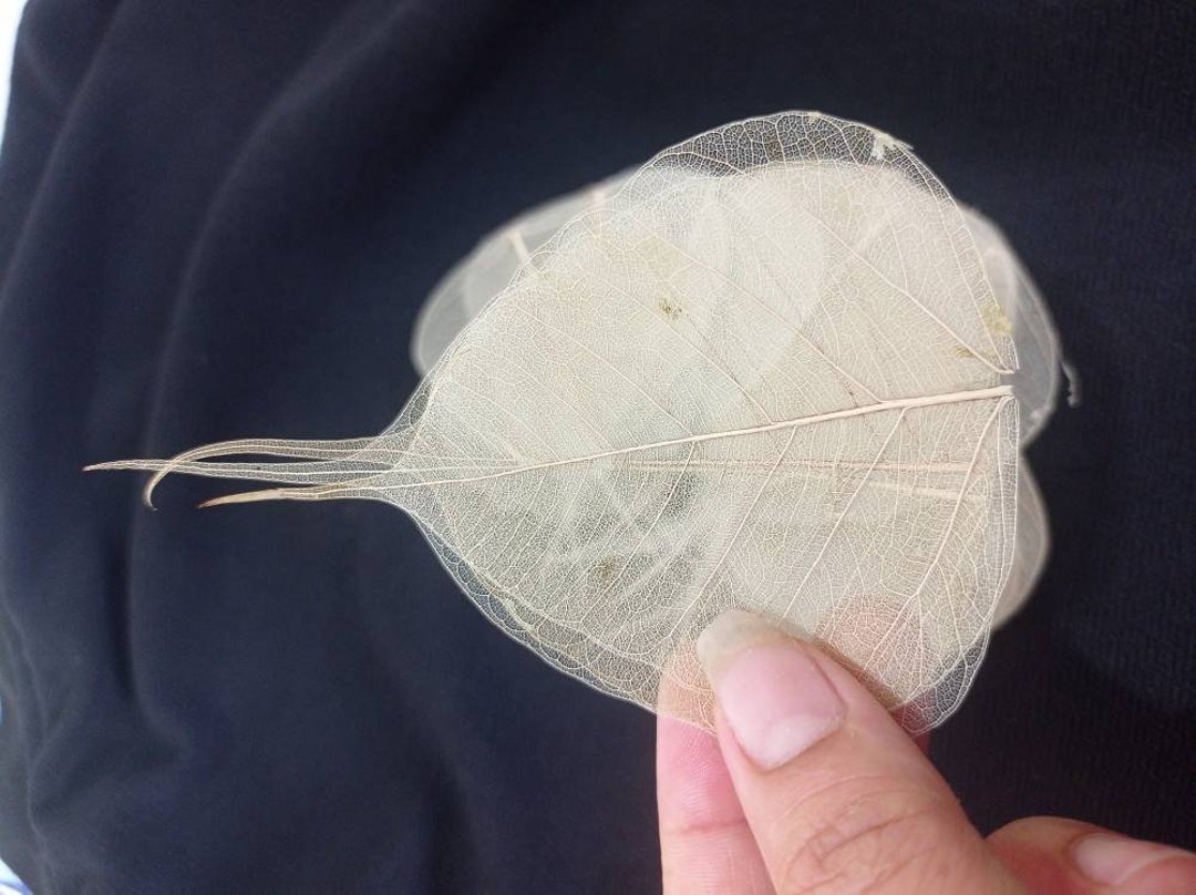 This is the Handmade Beautiful Natural Leaf Skeleton - Etsy