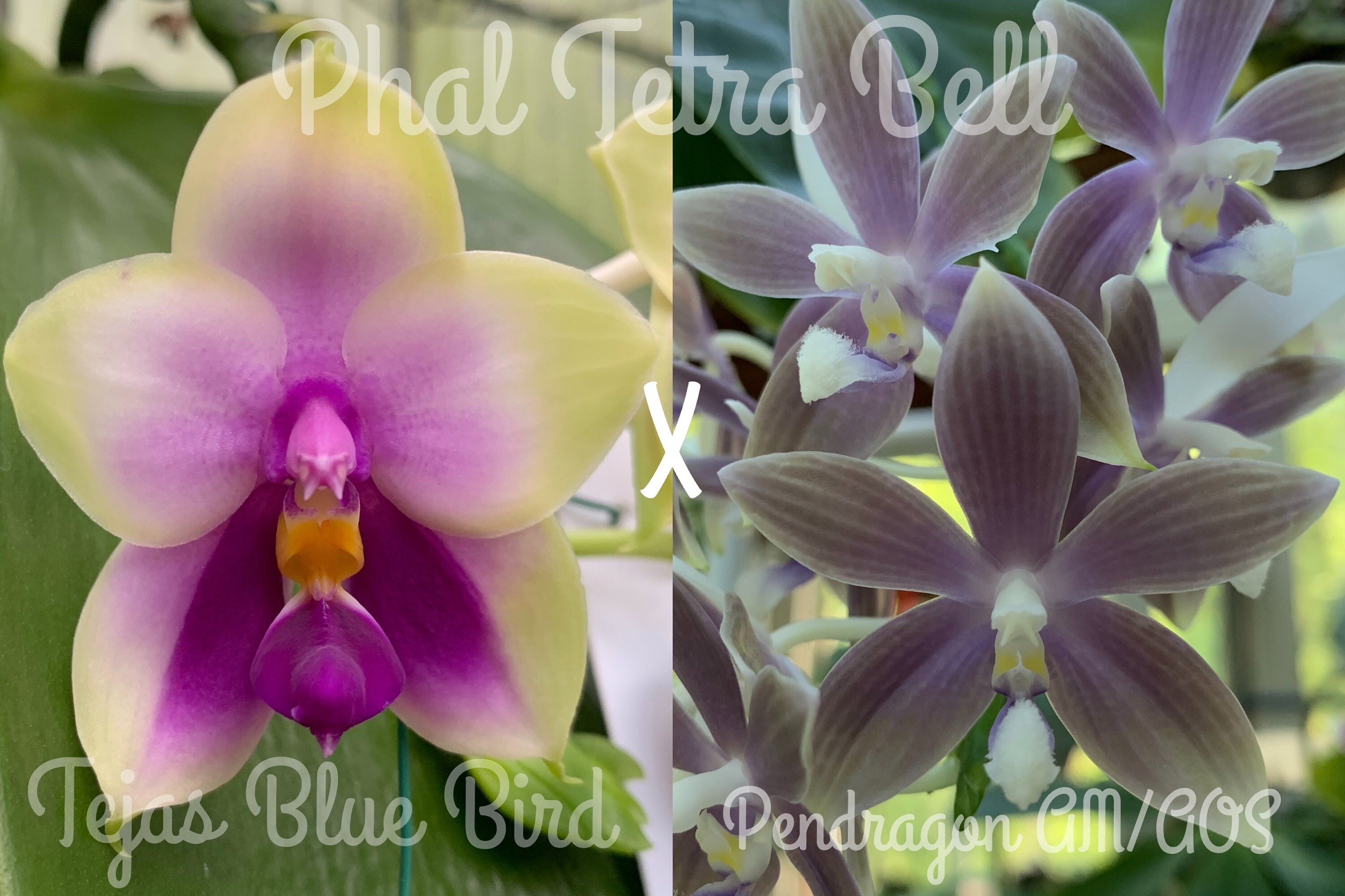 Phalaenopsis Tetra Bell Orchid Phal Primary Hybrid Novelty Fragrant - Etsy