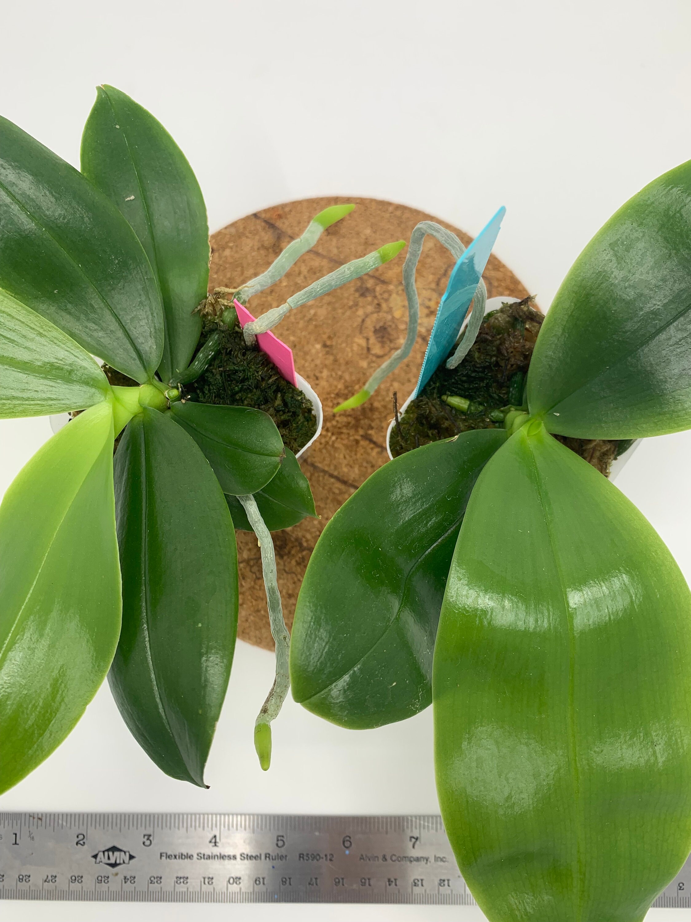 Phalaenopsis Tetra Bell Orchid Phal Primary Hybrid Novelty Fragrant - Etsy