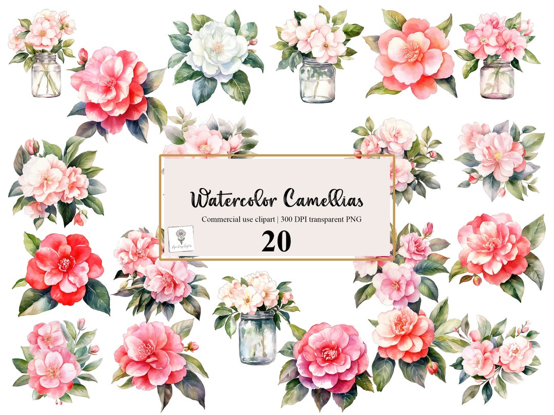 Watercolor Camellia Clipart | Camellia Clipart | Camellia Floral ...