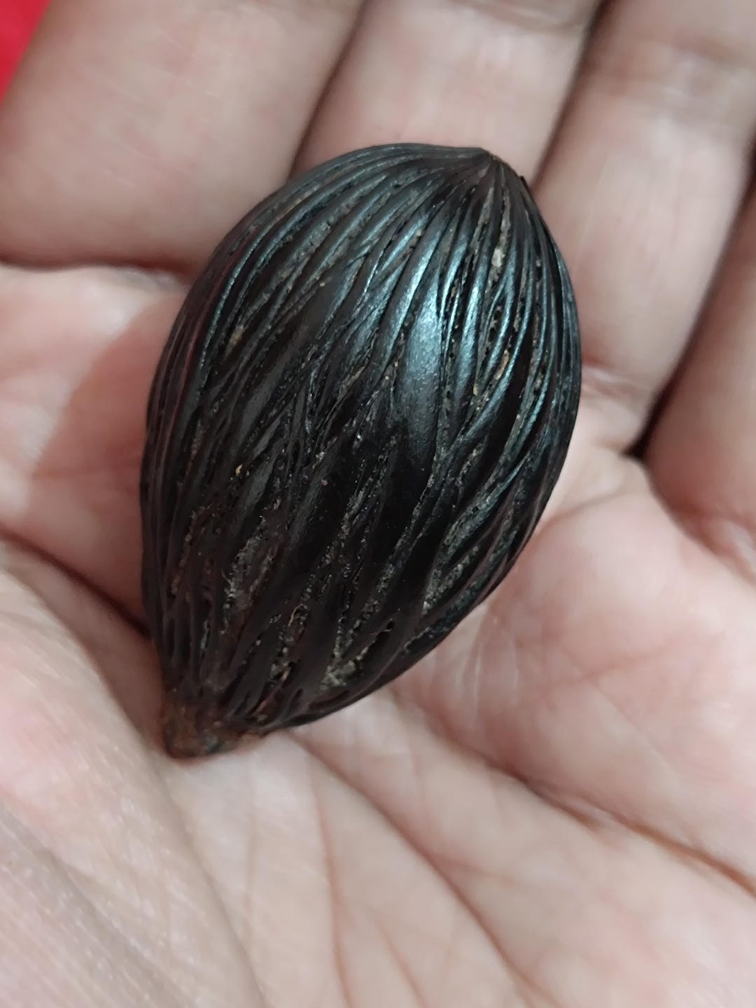 Super Aghori Mantrik Holy Pod Billionaire Very Lucky Natural - Etsy