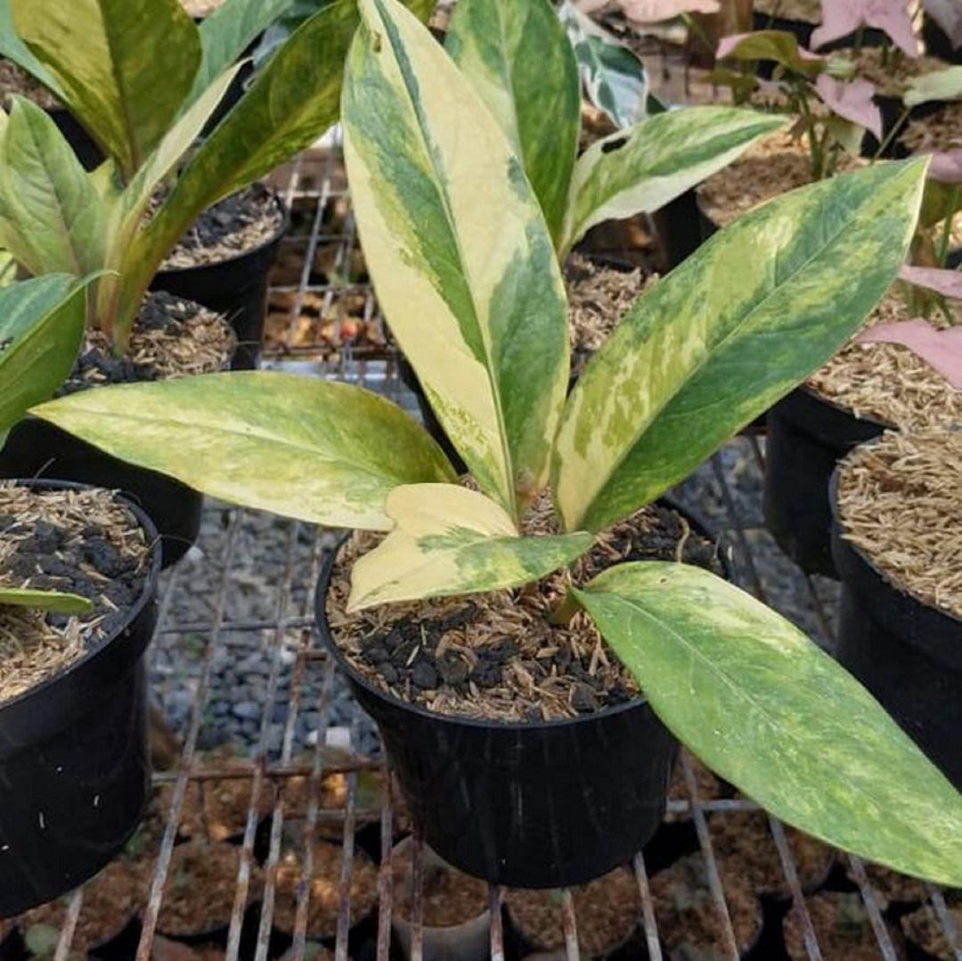 Anthurium Jenmani Variegated Very Beautiful Leaves Free Phytosanitary ...