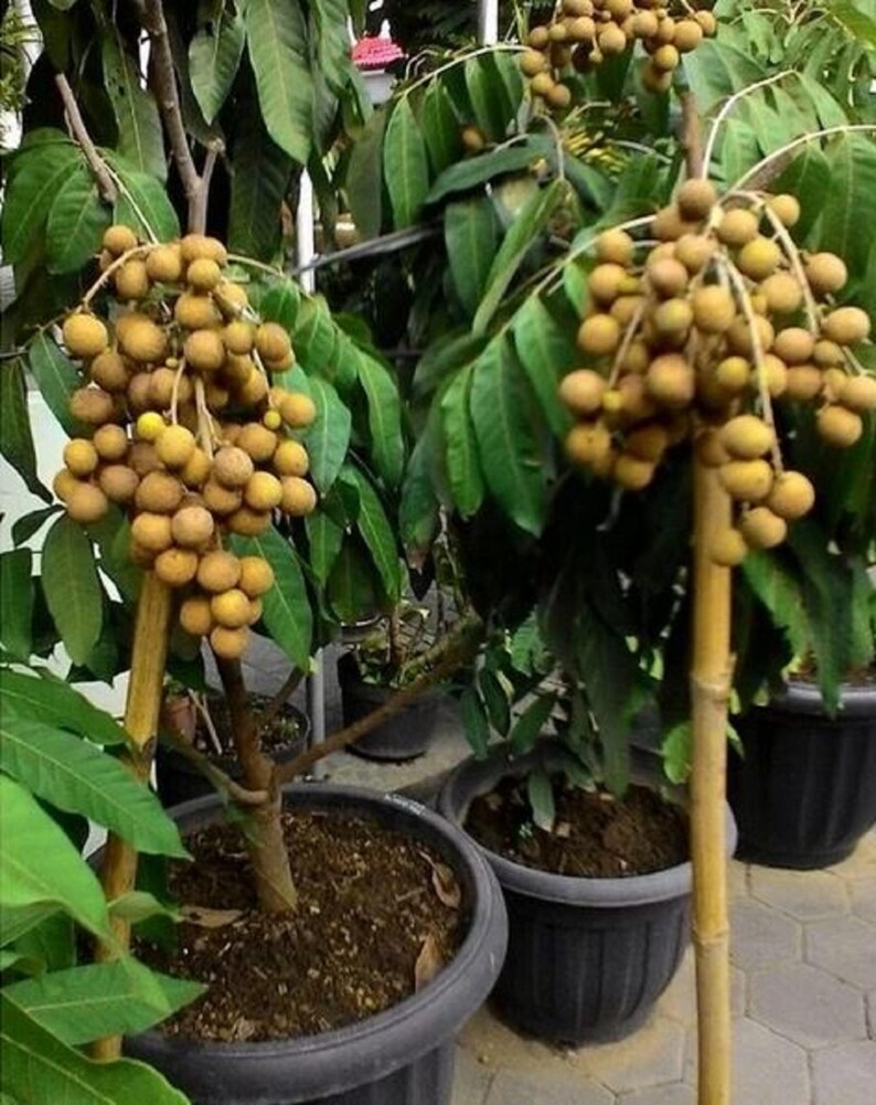 Grafted Dimocarpus Longan Itoh Fruit Tree Free Phyto Fast Shipping Quickly Bear Fruit - Etsy