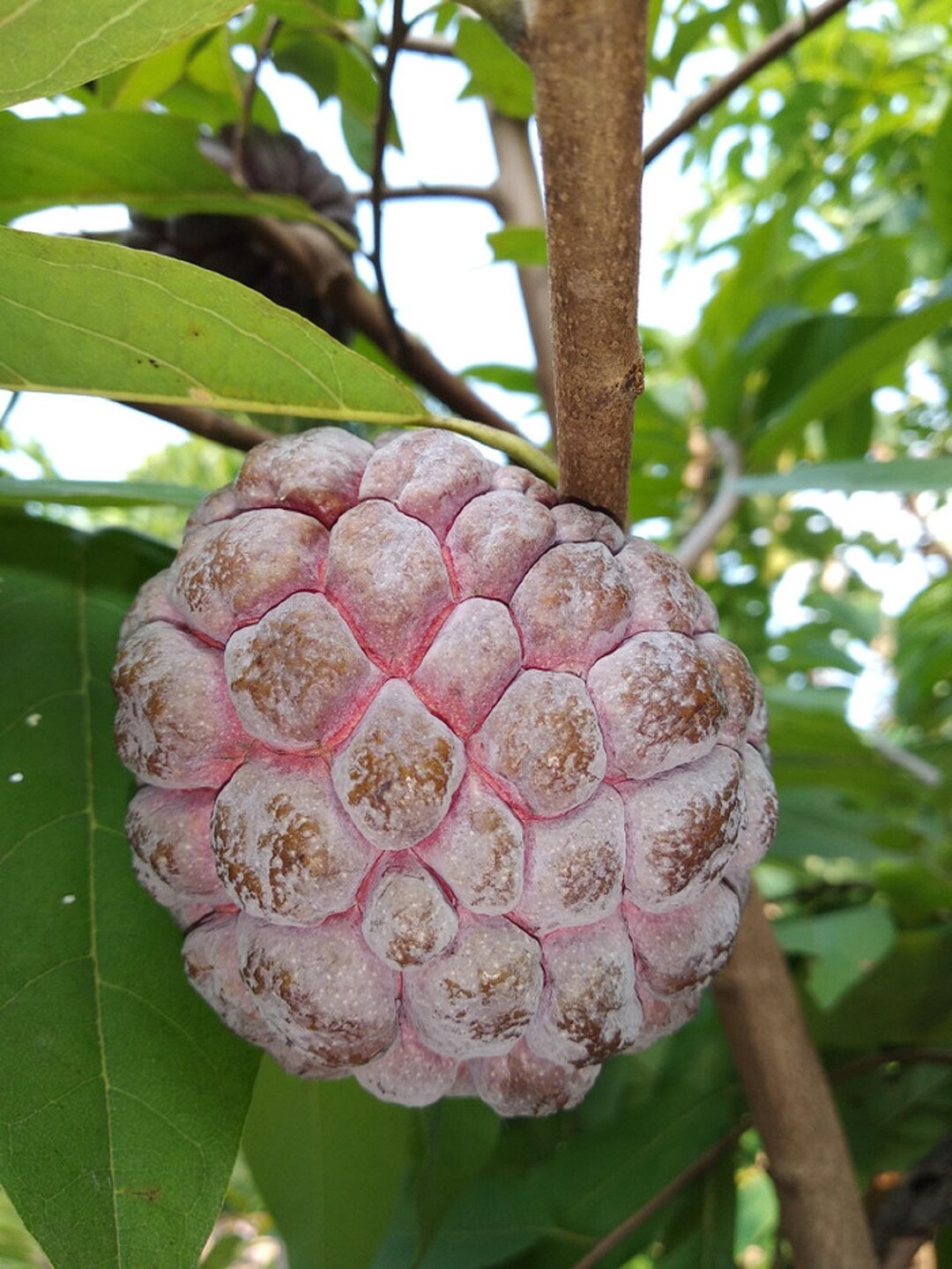 Grafted Red Sugar Apple (annona Squamosa) Fruit Tree Free Phyto Fast ...