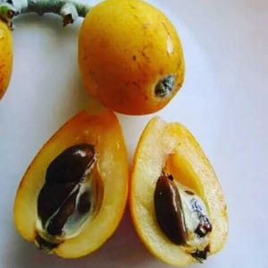 Grafted Loquat Fruit Tree Free Phyto Fast Shipping Quickly Bear Fruit ...