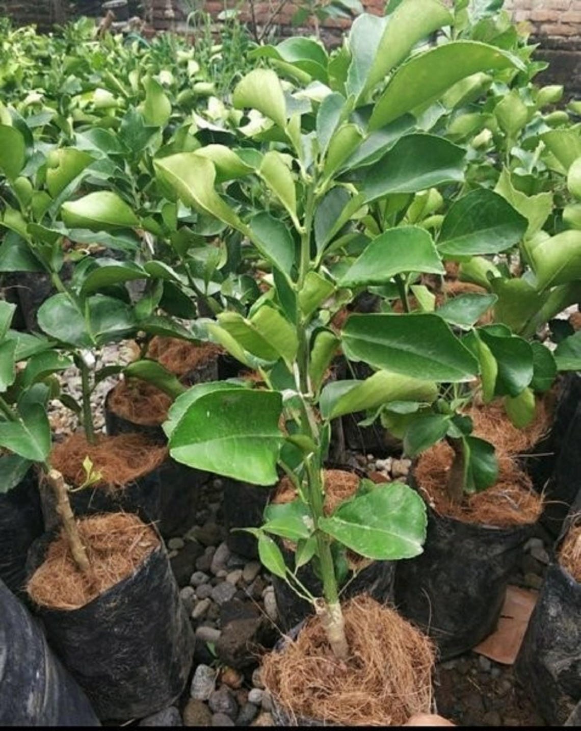 Grafted Red Pomelo Orange Fruit Tree Free Phyto Fast Shipping - Etsy