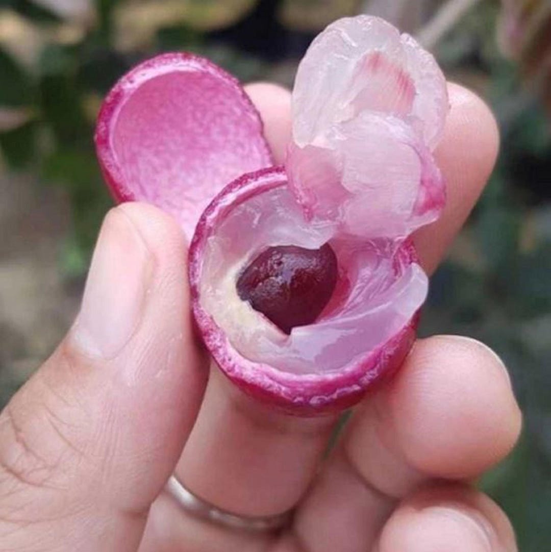 Grafted RED Ruby Longan Fruit Tree Free Phytosanitary Fast Shipping - Etsy