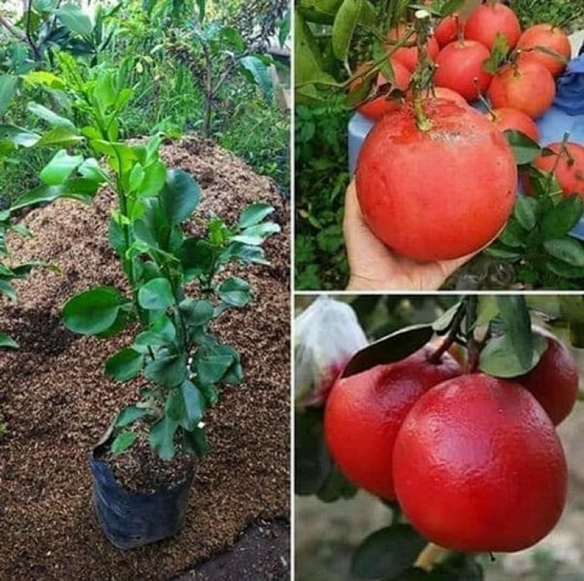 Grafted Red Pomelo Orange Fruit Tree Free Phyto Fast Shipping - Etsy