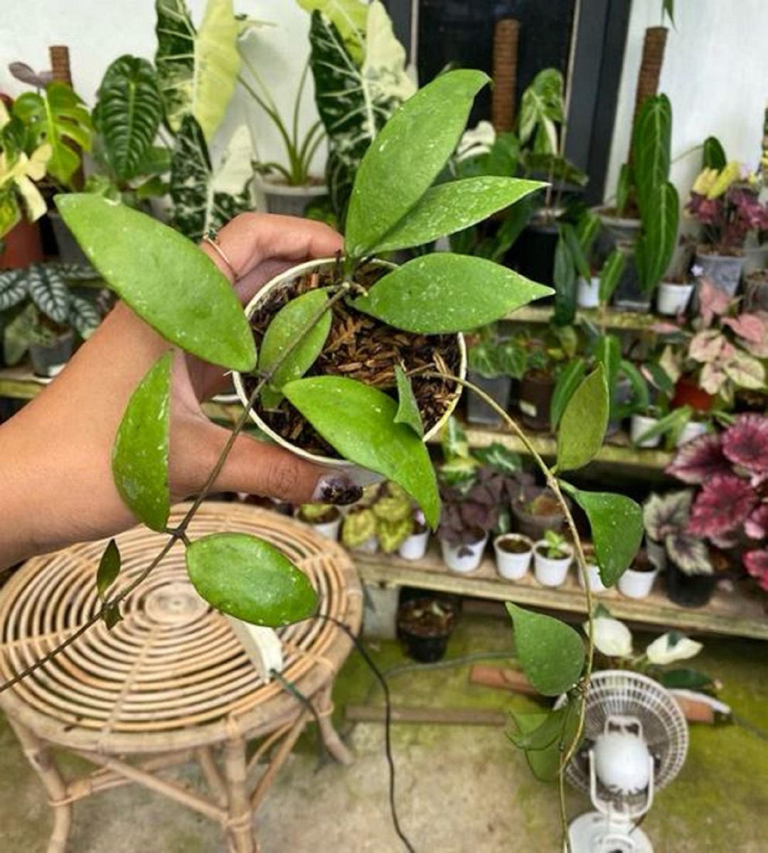 Hoya Revoluta Very Beautiful Leaves Free Phytosanitary Fast Shipping - Etsy