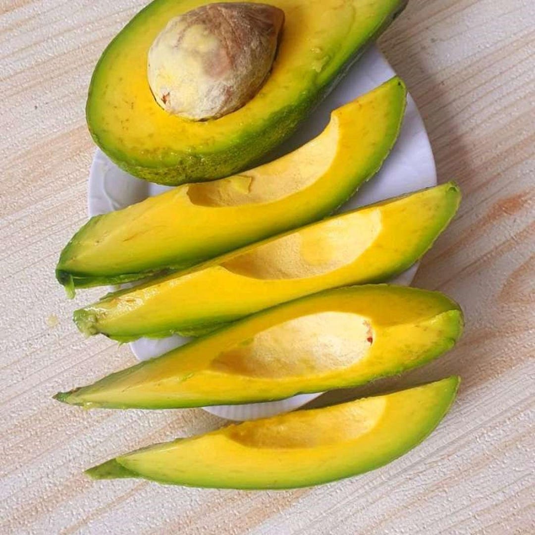 Grafted Avocado Butter (persea Americana) Fruit Tree Free Phyto Fast ...