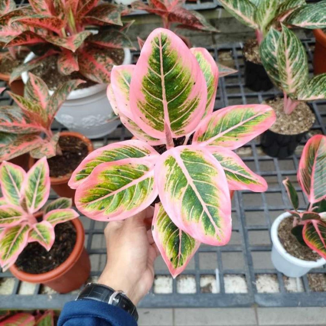 Aglaonema Lotus Delight Beautiful Leaves Free Phytosanitary Fast ...