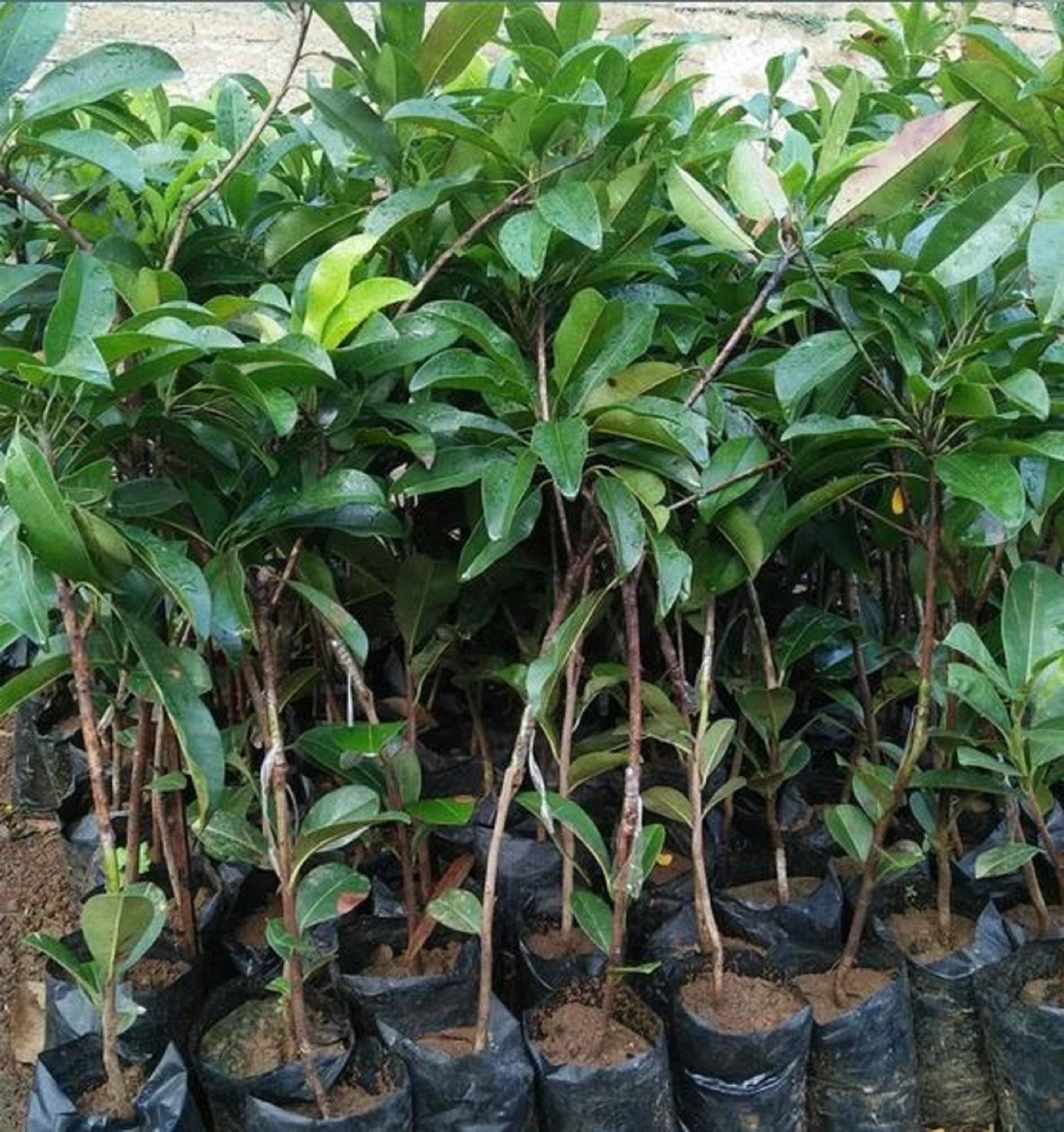 Grafted Sapodilla Ciku Mega Fruit Tree Free Phyto Fast Shipping Quickly ...