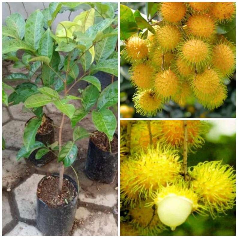 Grafted Yellow Rambutan Fruit Tree Free Phyto Fast Shipping Quickly ...