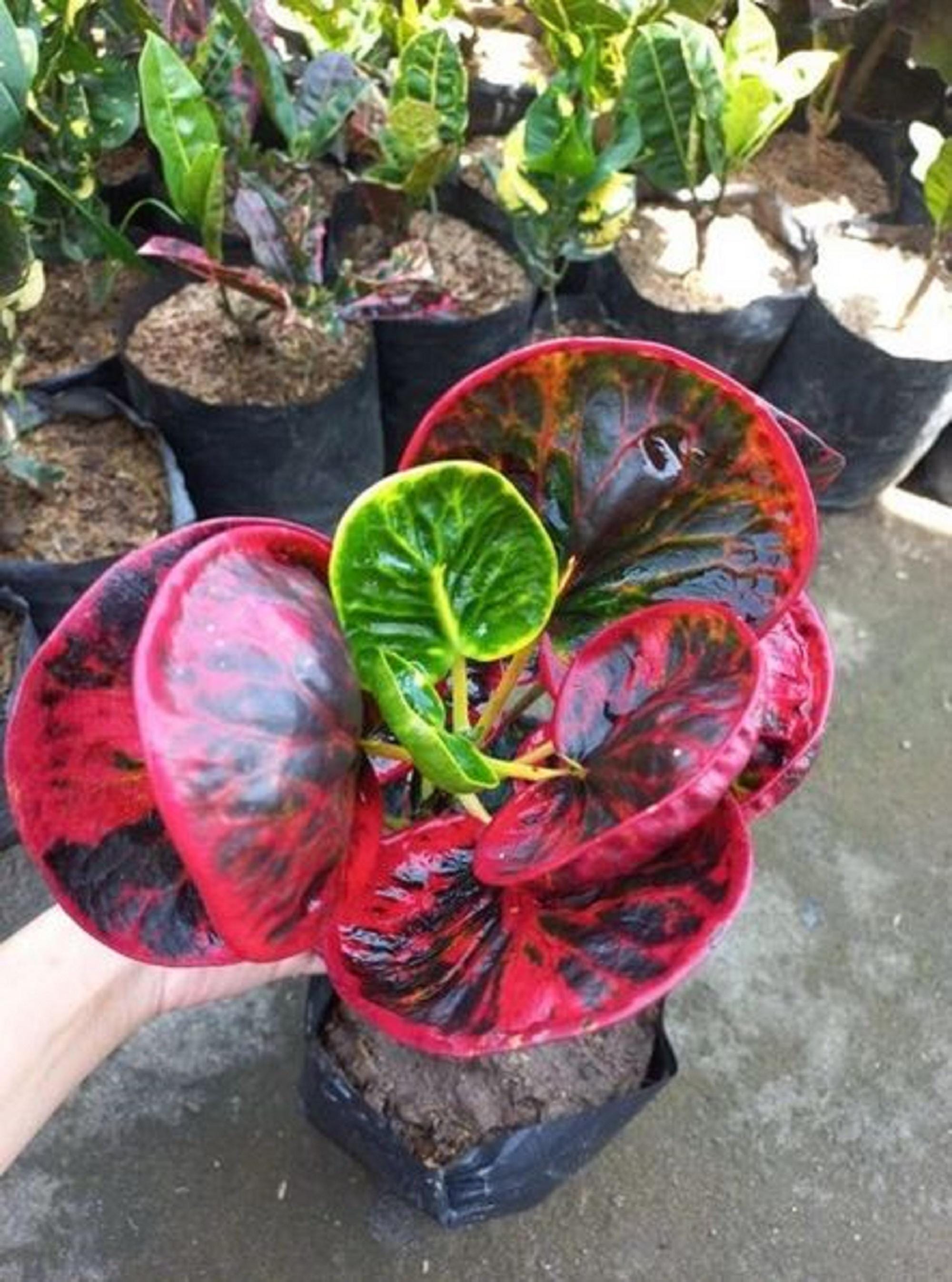 Codiaeum Variegatum Croton Apple Super Red Giant Beautiful Leaves Free ...