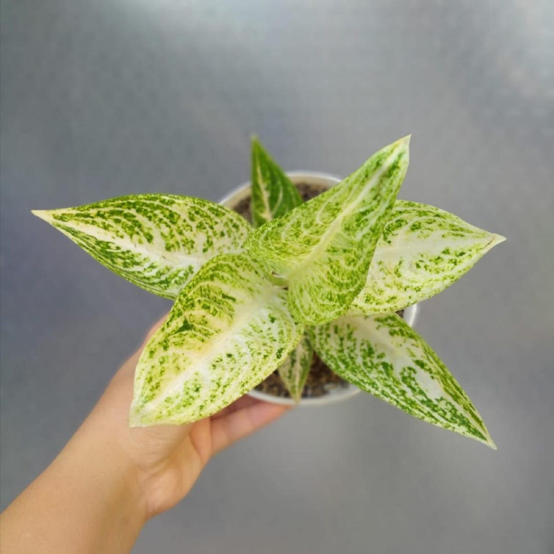 Aglaonema White Legacy Beautiful Leaves Free Phytosanitary Fast ...