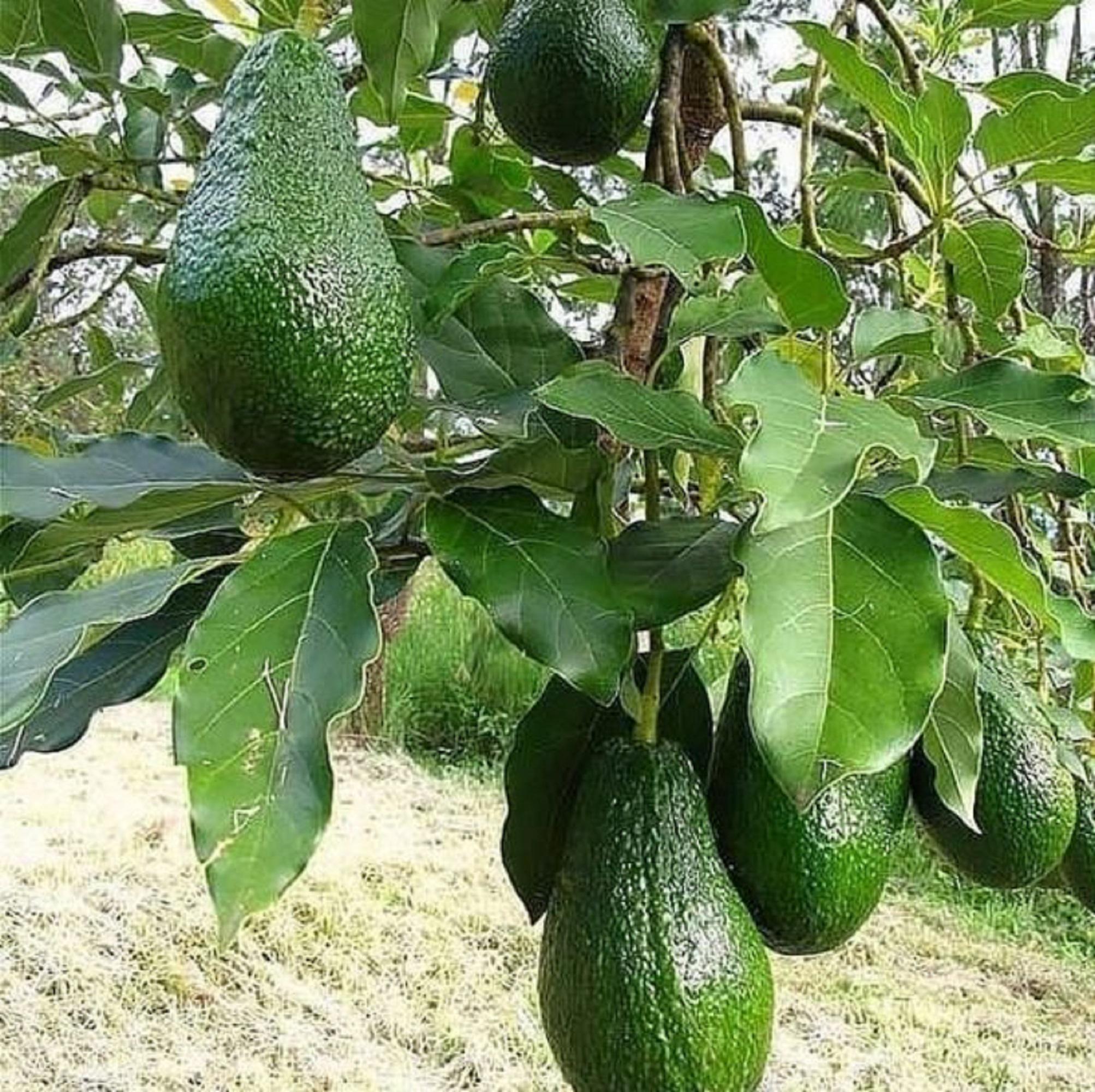 Dwarf Avocado Tree One Of The Greats, Avocado Lamb Hass.. A Compact