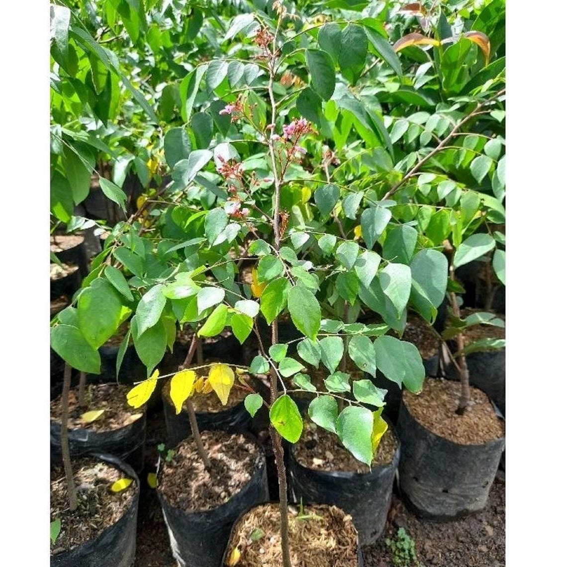 Grafted Averrhoa Carambola Honey Starfruit Fruit Tree Free Phyto Fast ...