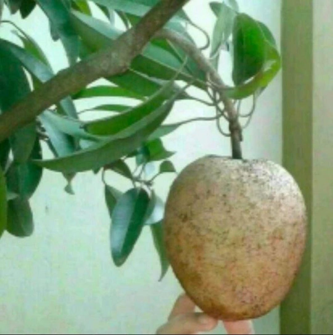 Grafted Sapodilla Ciku Mega Fruit Tree Free Phyto Fast Shipping Quickly ...