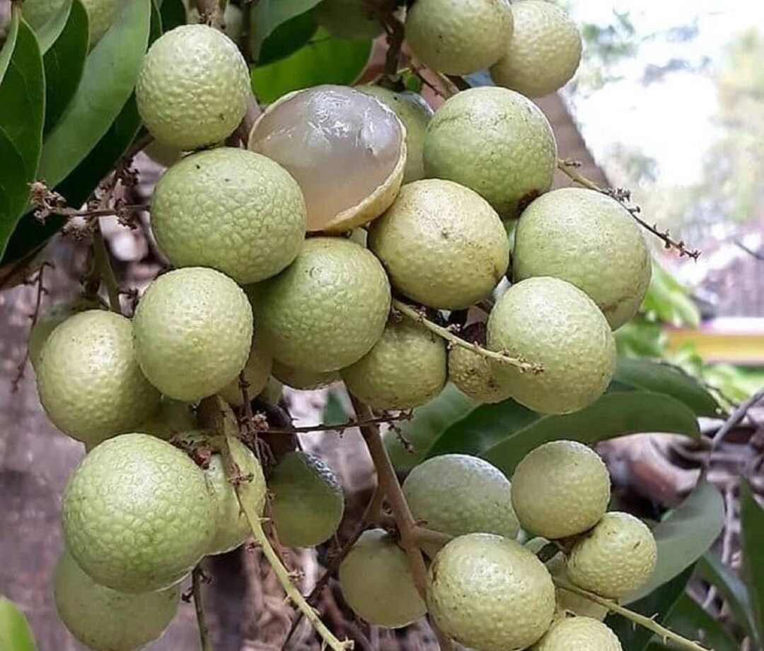 Grafted Dimocarpus Longan Aroma Durian Fruit Tree Free Phyto Fast ...
