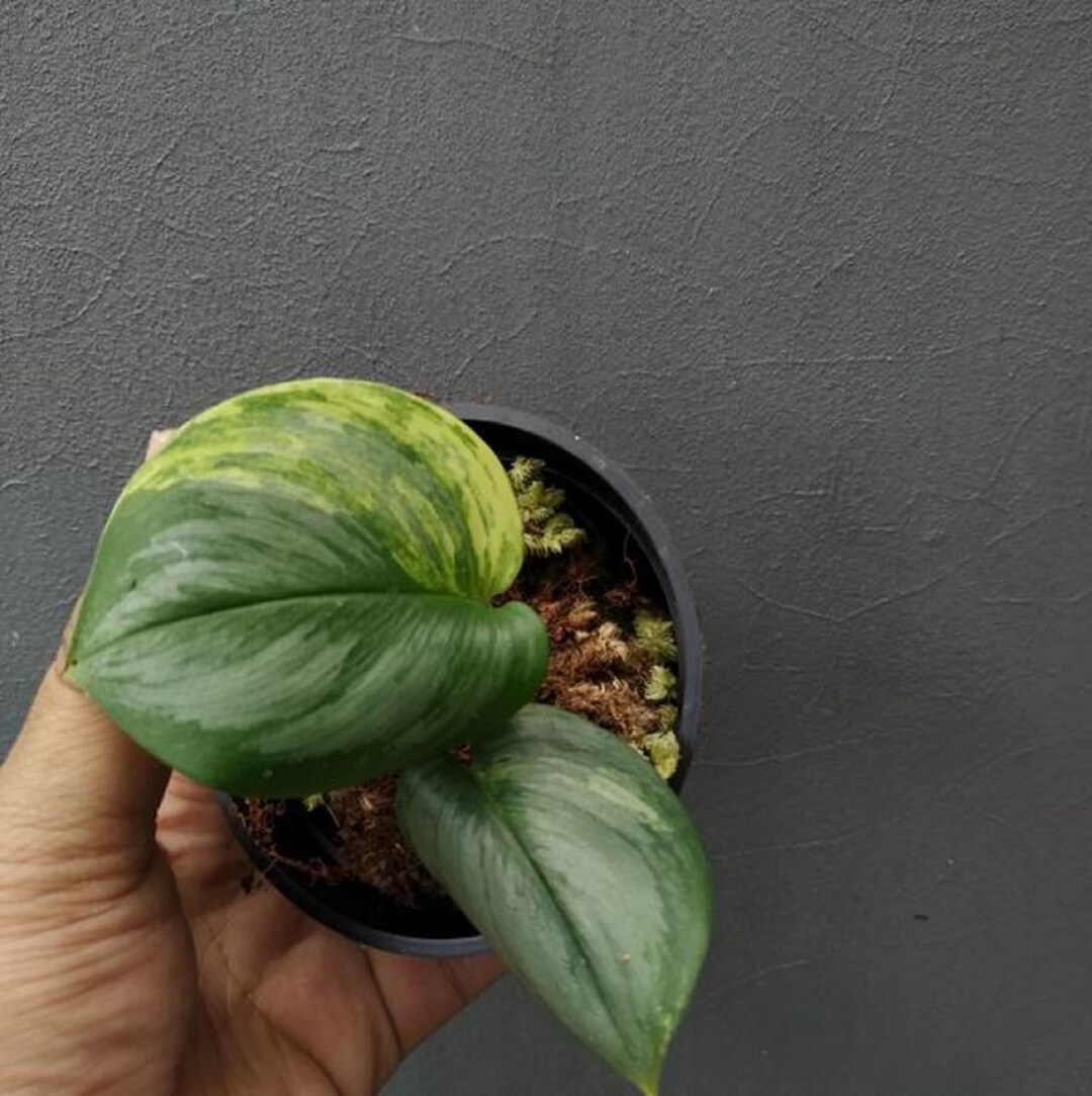 Scindapsus Rubicon Variegated Very Beautiful Leaves Free Phytosanitary ...
