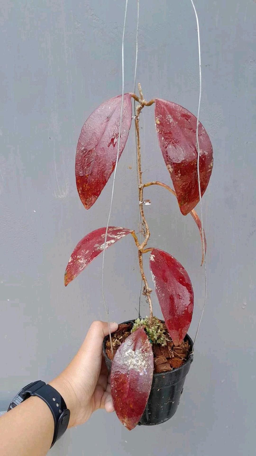 Hoya Red Benchaii Beautiful Leaves Free Phytosanitary Fast Shipping - Etsy