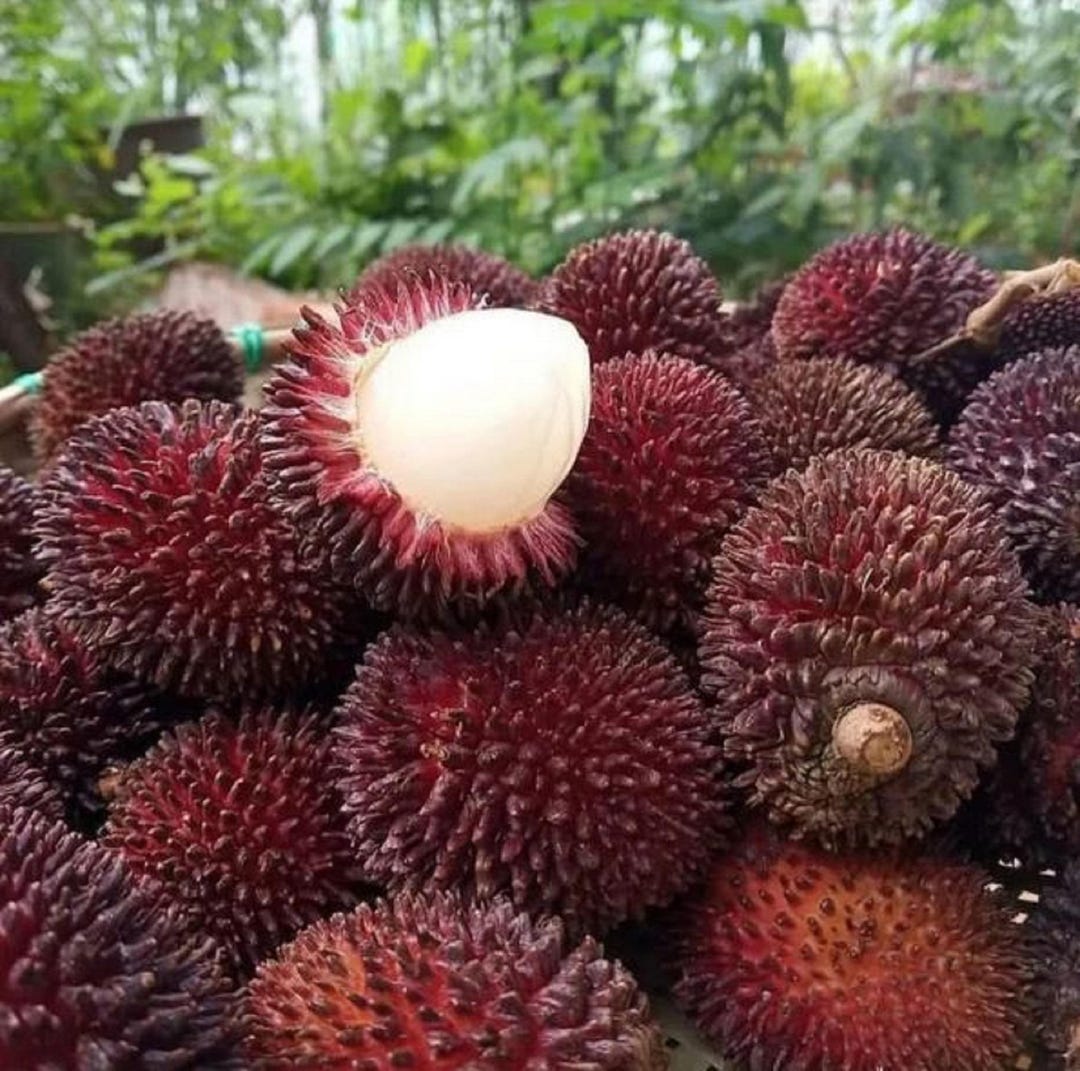 RARE Grafted Kapulasan Fruit Tree Free Phyto Fast Shipping Quickly Bear ...