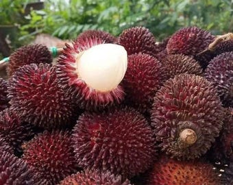 Grafted Loquat Fruit Tree Free Phyto Fast Shipping Quickly Bear Fruit ...