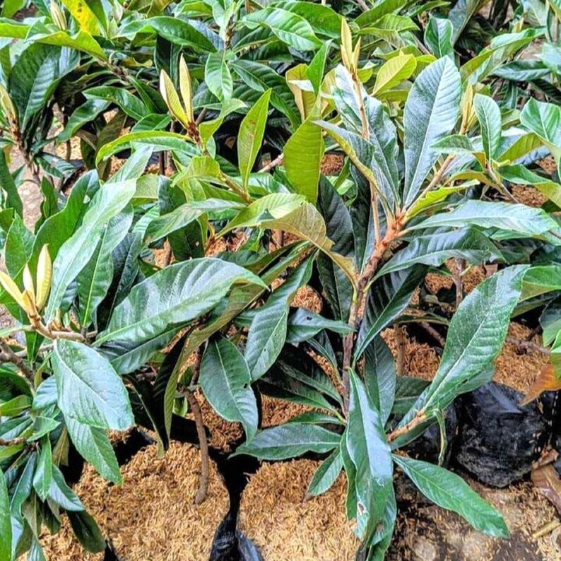 Grafted Loquat Fruit Tree Free Phyto Fast Shipping Quickly Bear Fruit ...
