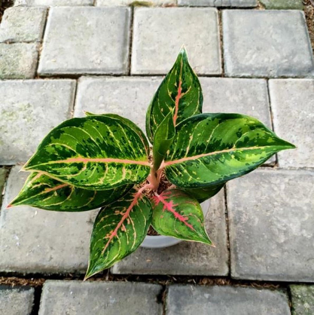 Aglaonema Green Javana Beautiful Leaves Free Phytosanitary Fast ...