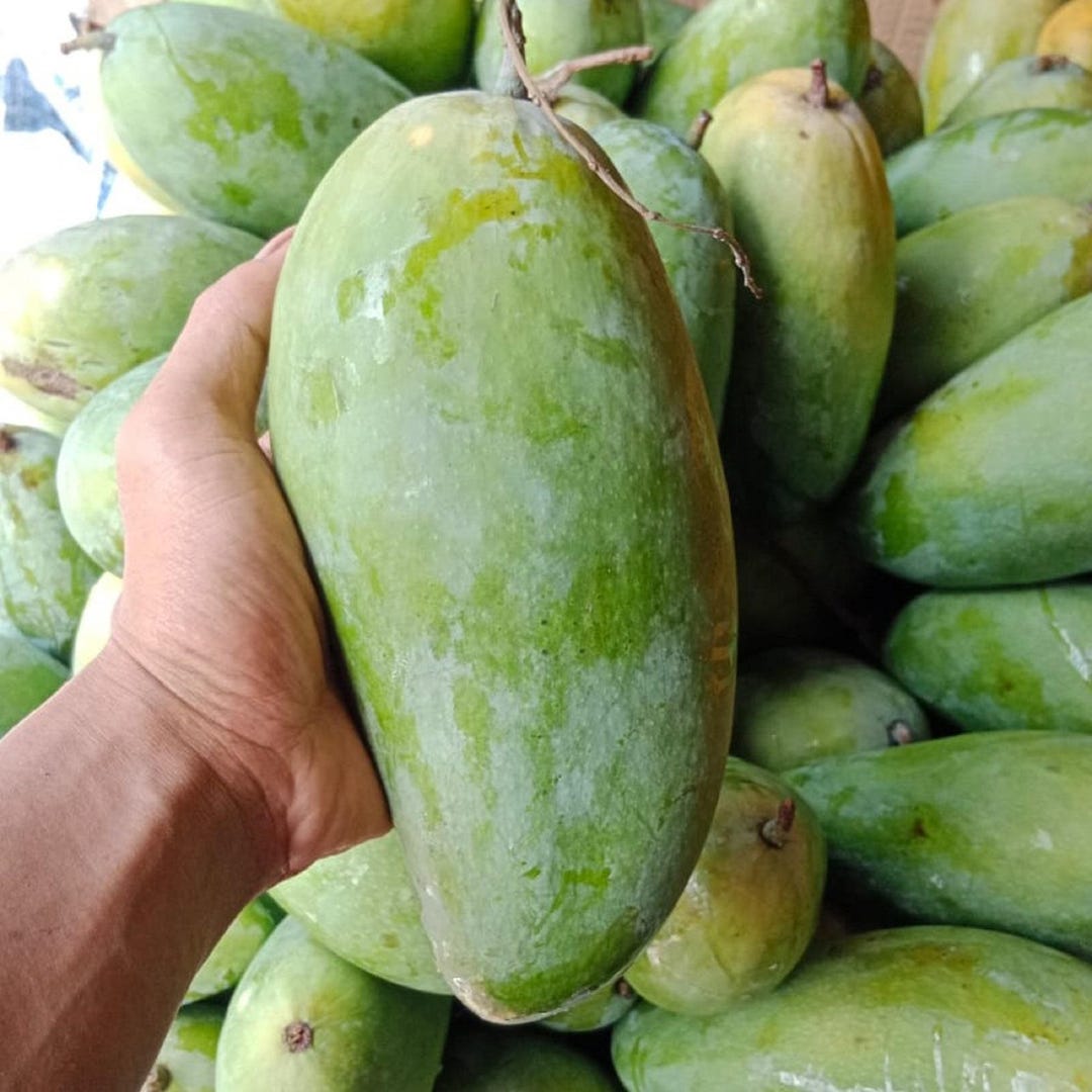 Grafted Mango Kiojay Fruit Tree Free Phyto Fast Shipping Quickly Bear ...