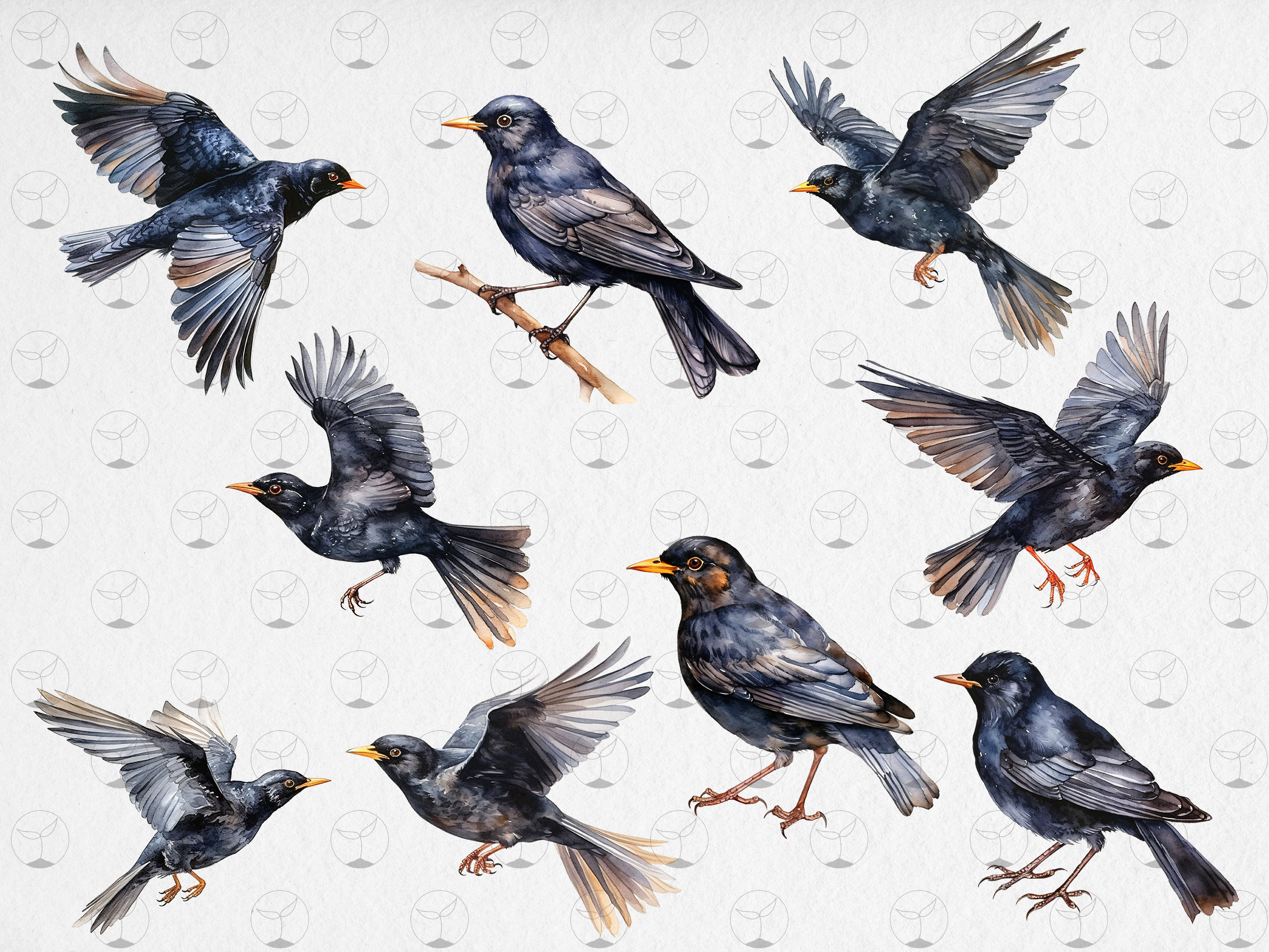 Beautiful Blackbird - Digital Cliparts in High Resolution, Instant ...