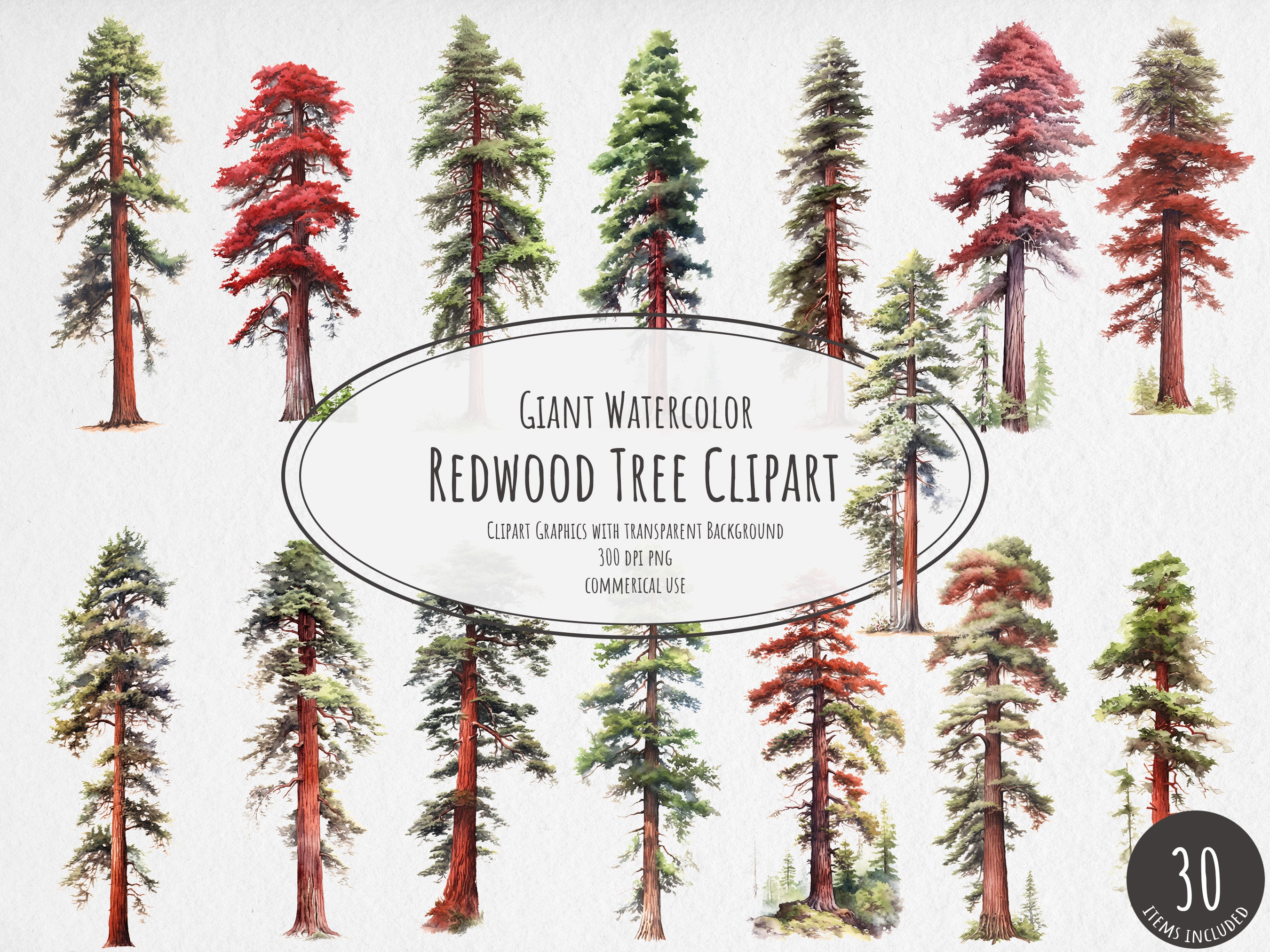 Redwood Tree Clip Art