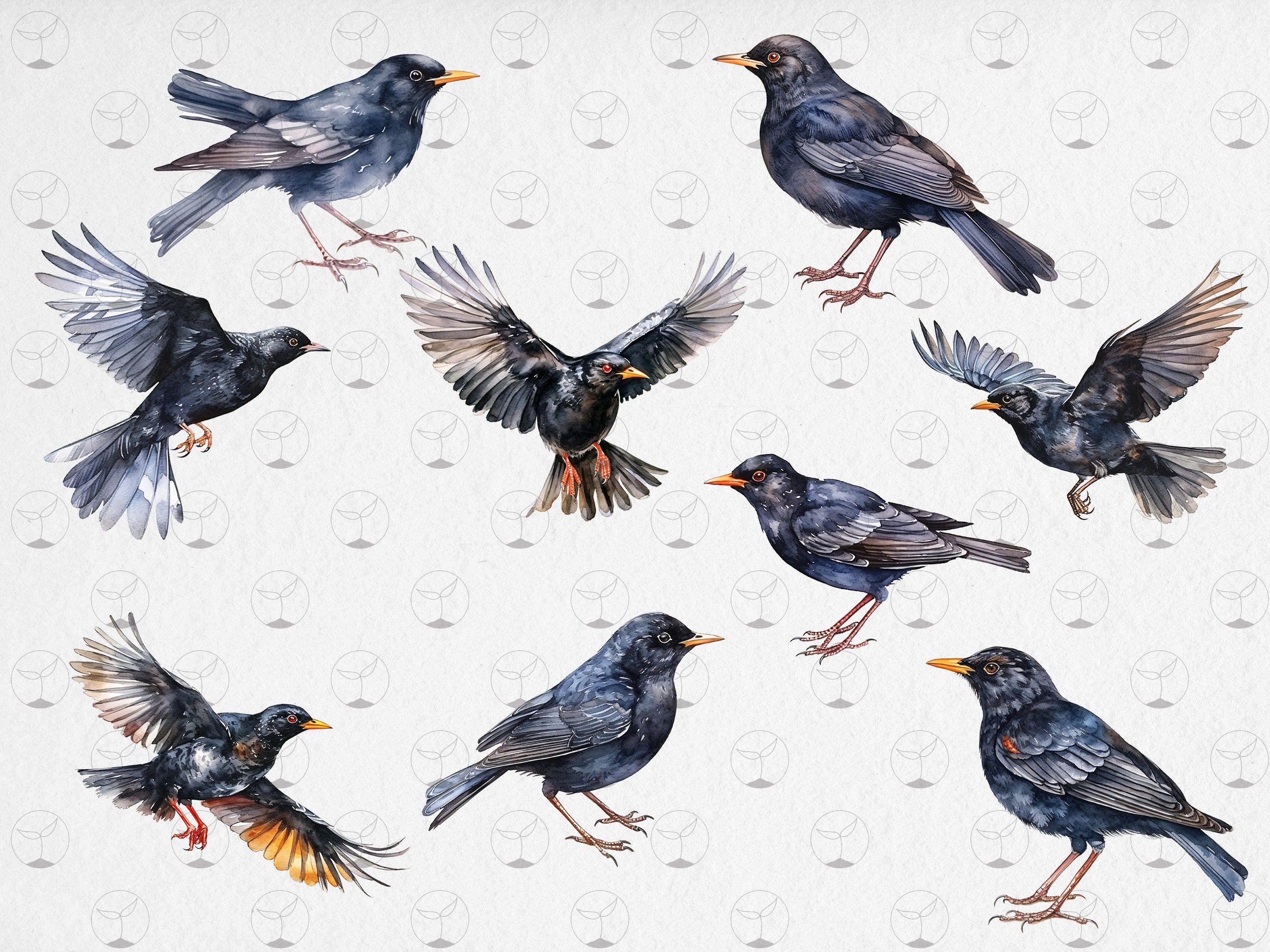 Beautiful Blackbird - Digital Cliparts in High Resolution, Instant ...