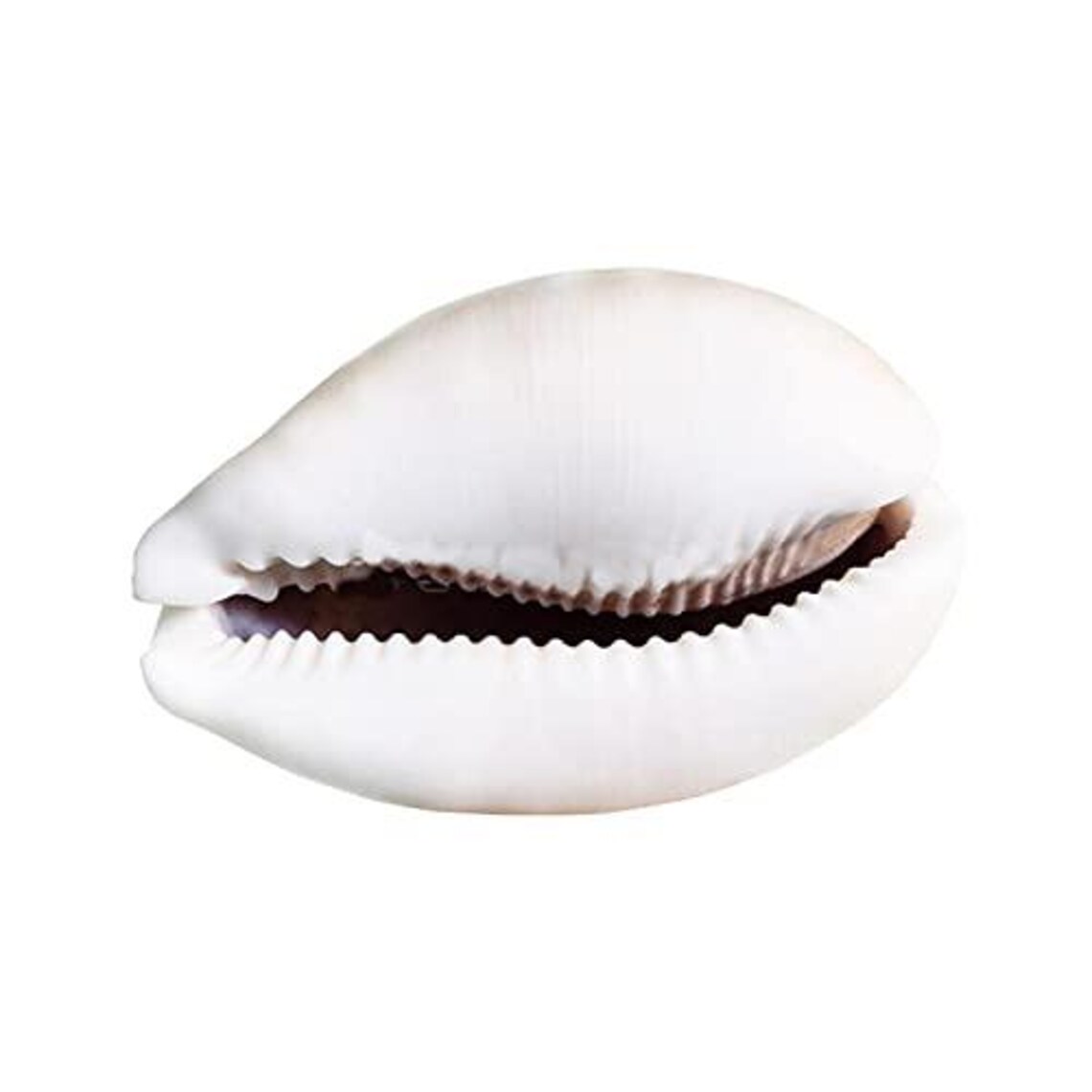 White Kawri Kodi White Cowrie Sea Shell | Laxmi and Diwali Pooja ...