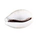White Kawri Kodi White Cowrie Sea Shell | Laxmi and Diwali Pooja ...