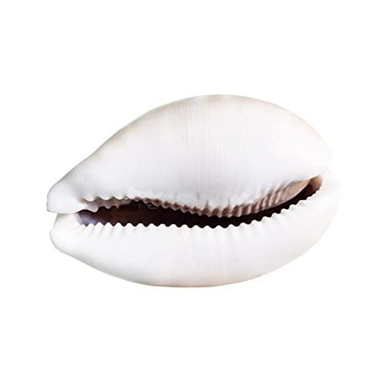 White Kawri Kodi White Cowrie Sea Shell | Laxmi and Diwali Pooja ...
