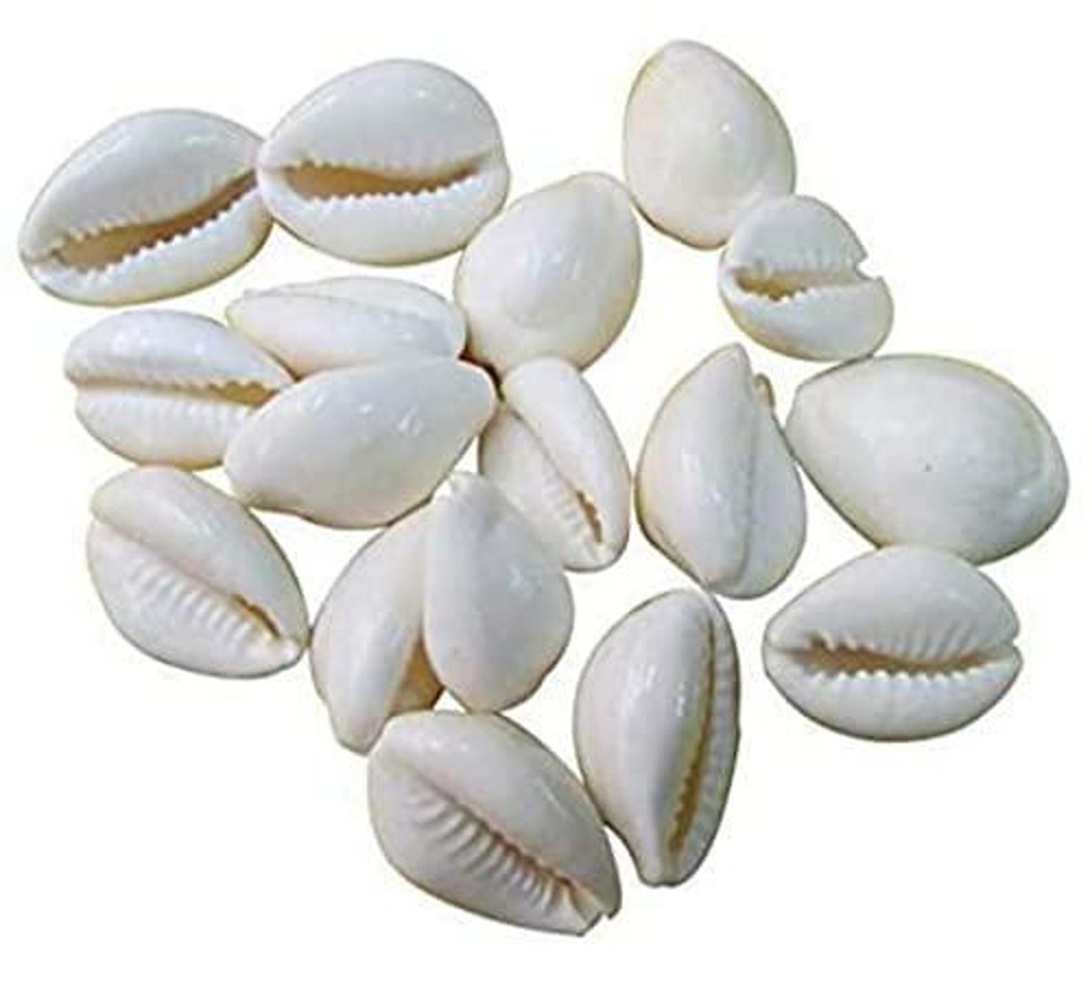 White Kawri Kodi White Cowrie Sea Shell | Laxmi and Diwali Pooja ...