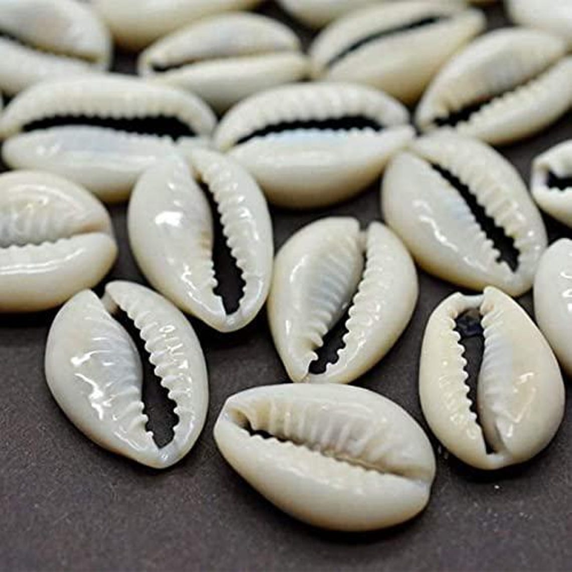 White Kawri Kodi White Cowrie Sea Shell | Laxmi and Diwali Pooja ...
