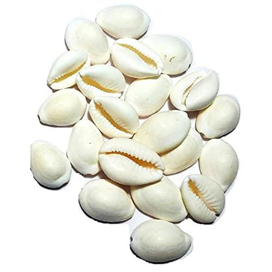 White Kawri Kodi White Cowrie Sea Shell | Laxmi and Diwali Pooja ...